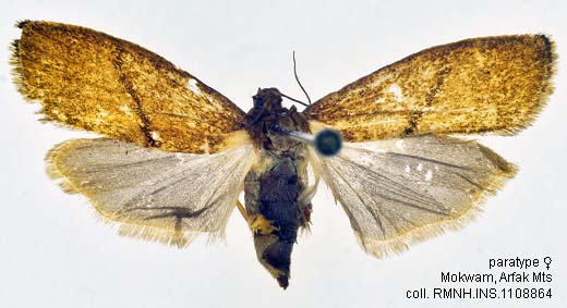 Papua Insects Foundation (Lepidoptera/Erebidae(Arctiinae)/Lambula ...